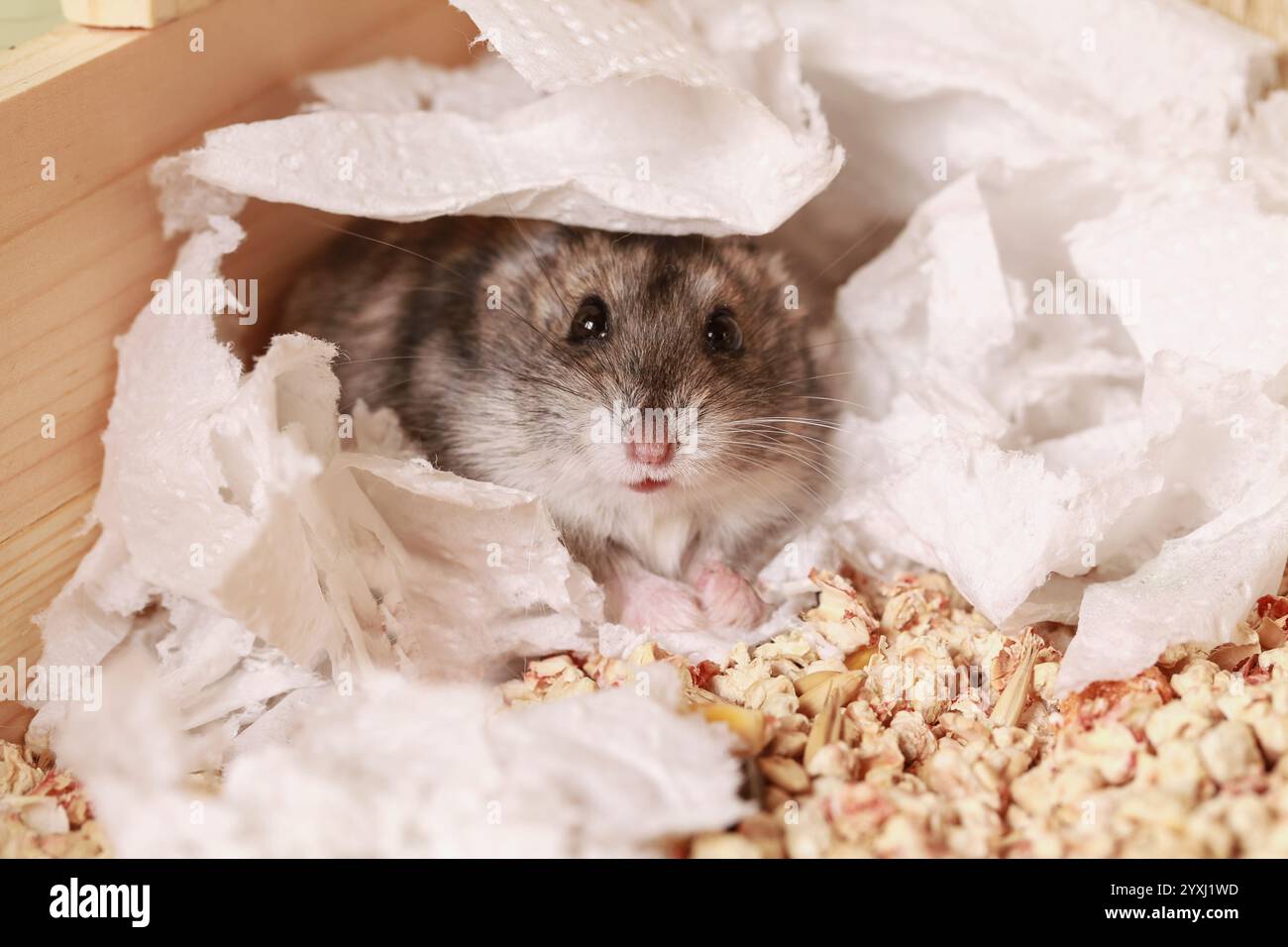 Djungarian Hamster Paper Litter Substrate for Rodents Stock Photo - Alamy