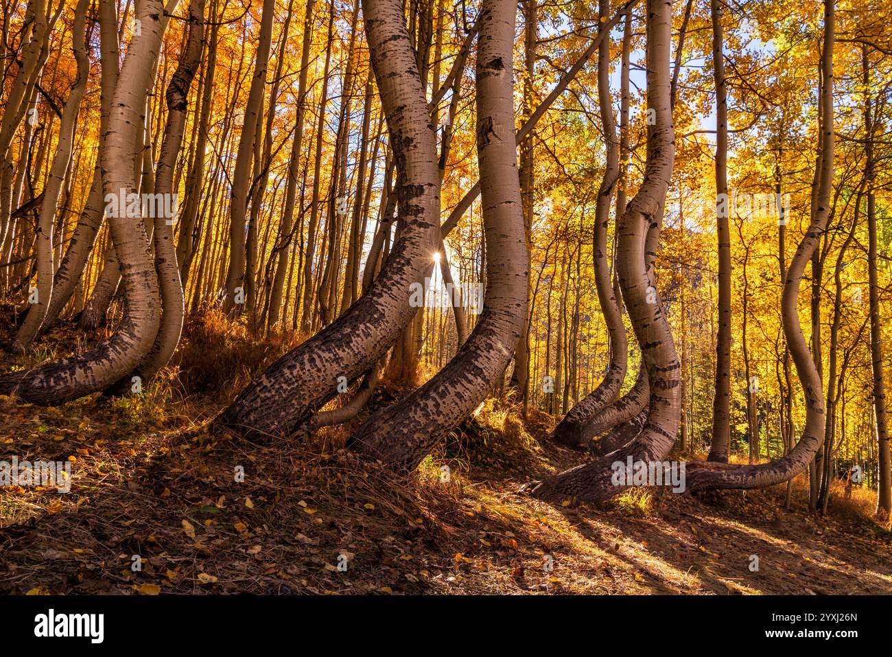 Curved aspen trees dancing backlit by the morning sun near the Ophir ...