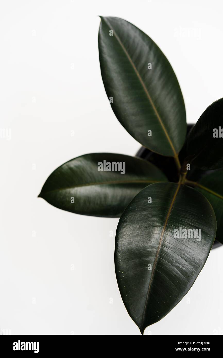 Ficus elastica, rubber fig leaves isolated white background with copy ...