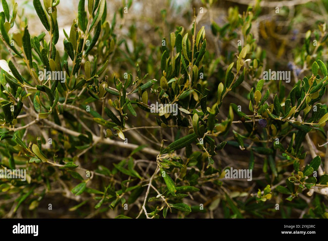 Horizontal image olive tree hi-res stock photography and images - Alamy