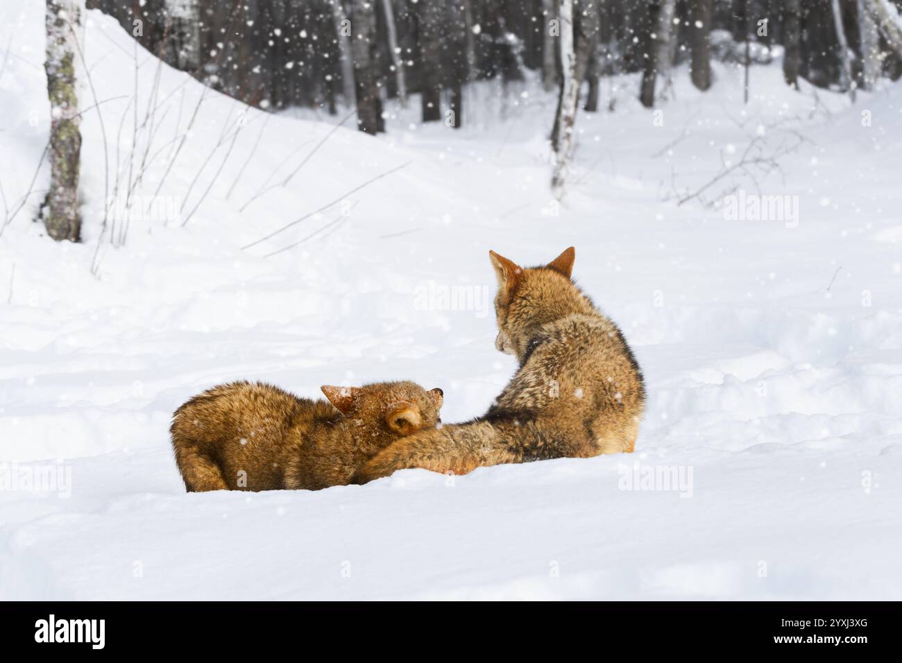 Coyotes (Canis latrans) Tussle Together in Snow Winter - captive ...