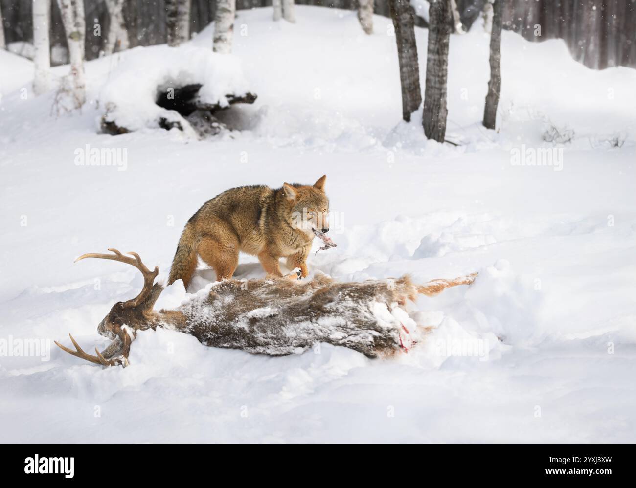 Coyote (Canis latrans) Tears Piece of Meat from Body of White-Tail Deer ...