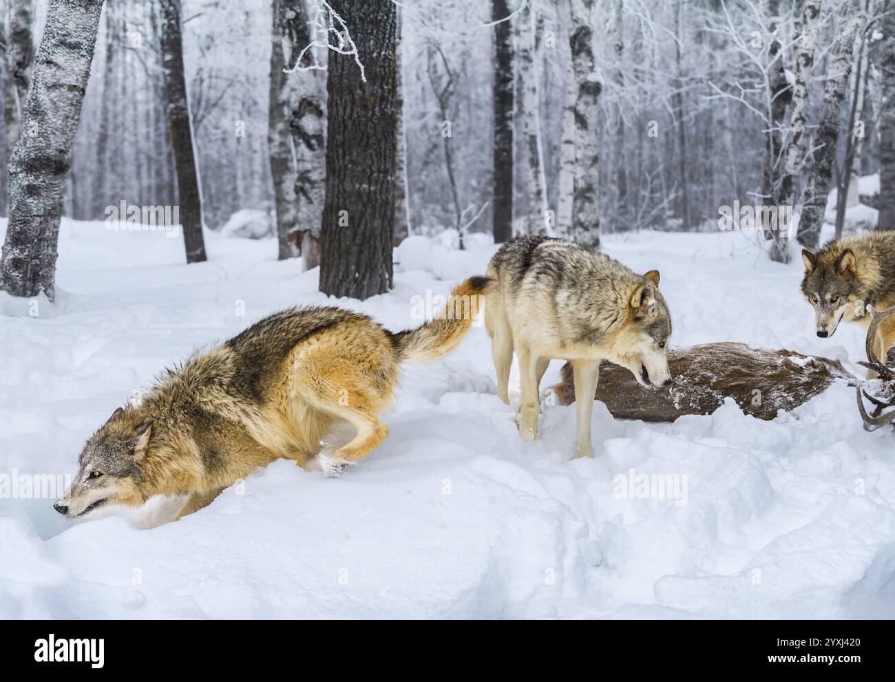 Wolves (Canis lupus) Frolic Around Body of White-Tail Deer Winter - captive animals Stock Photo ...