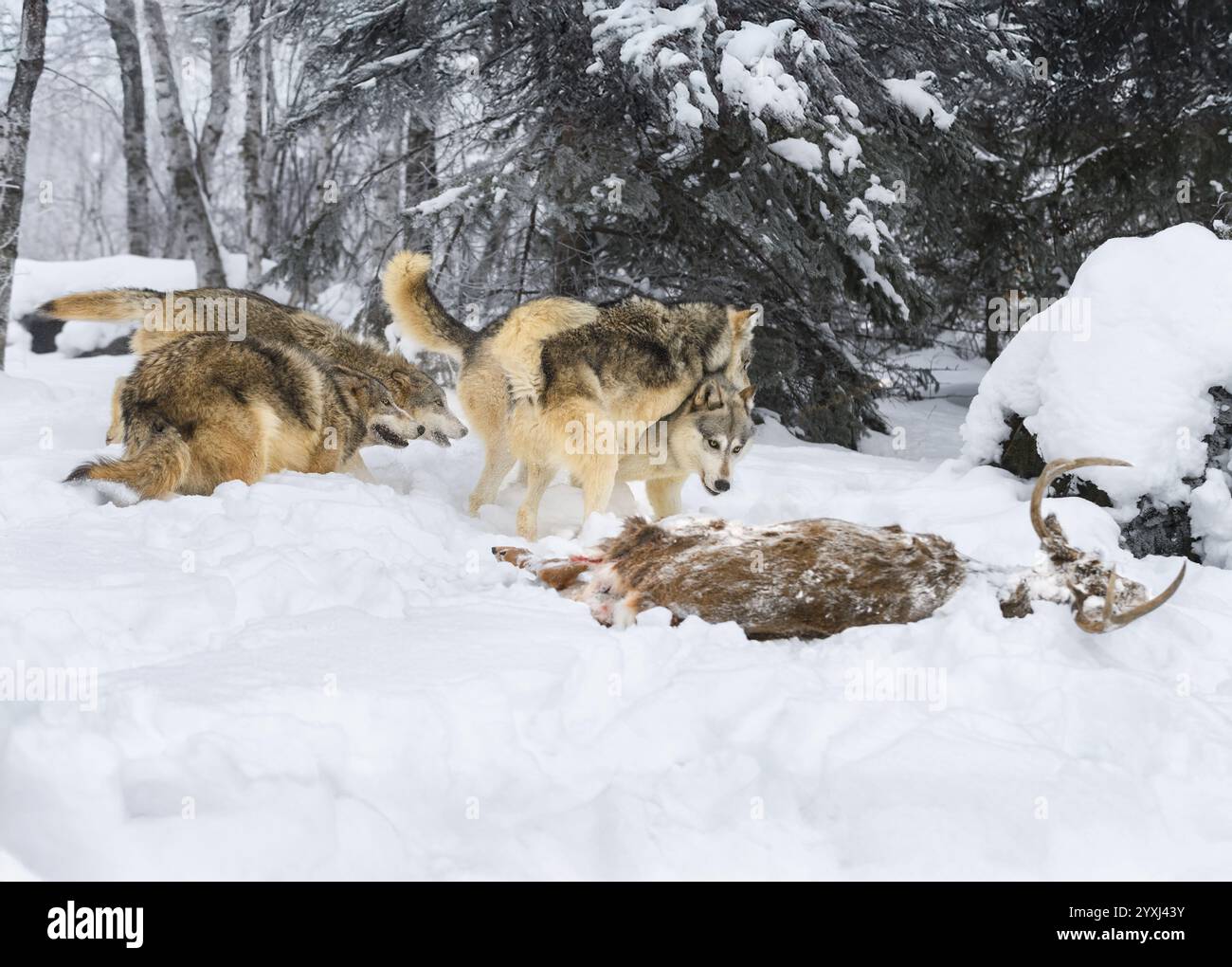 Grey Wolves (Canis lupus) Run and Jump On Each Other at Body of White ...