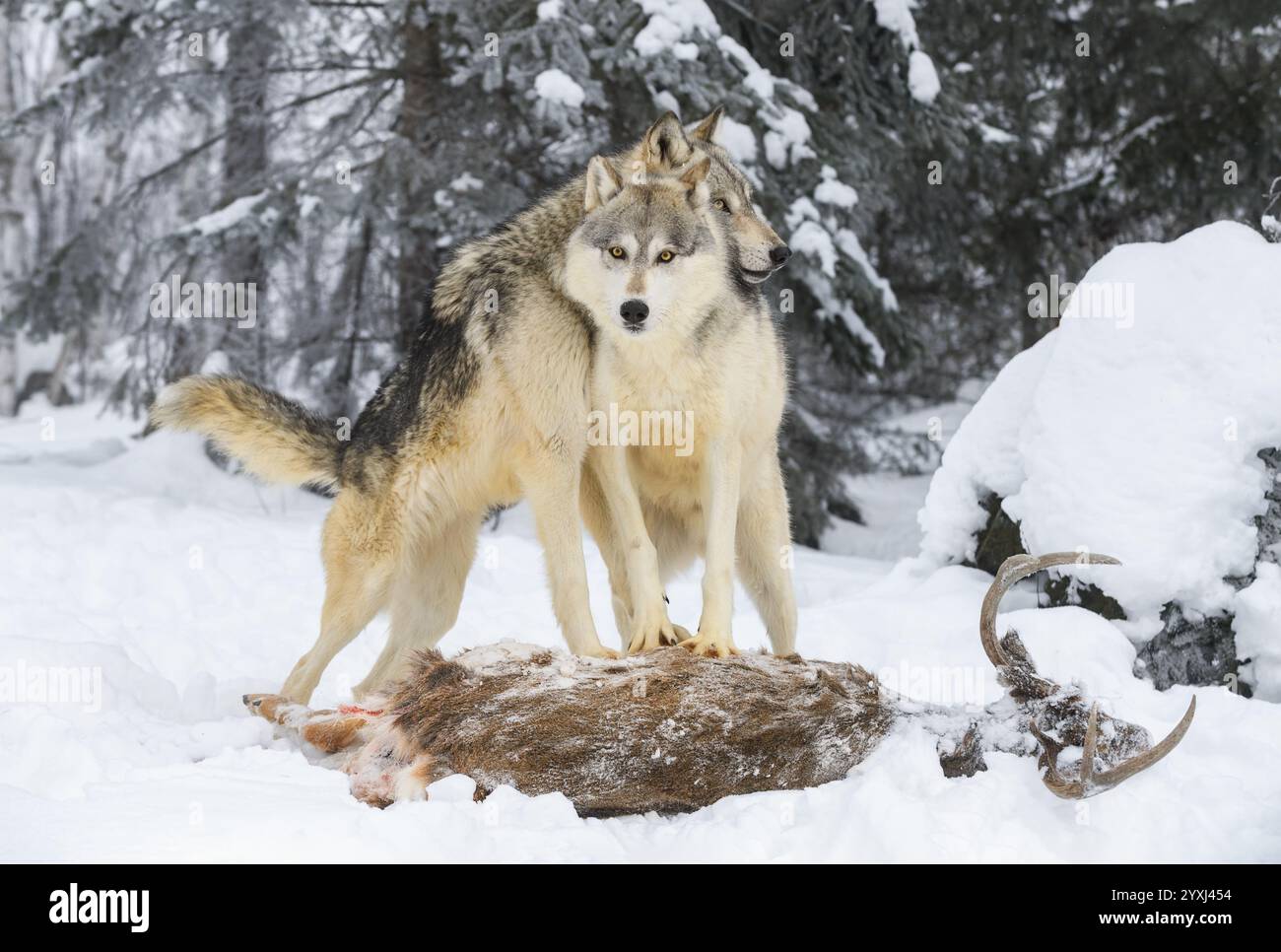 Grey Wolf (Canis lupus) Lays Head Over Packmate While Both Stand on ...