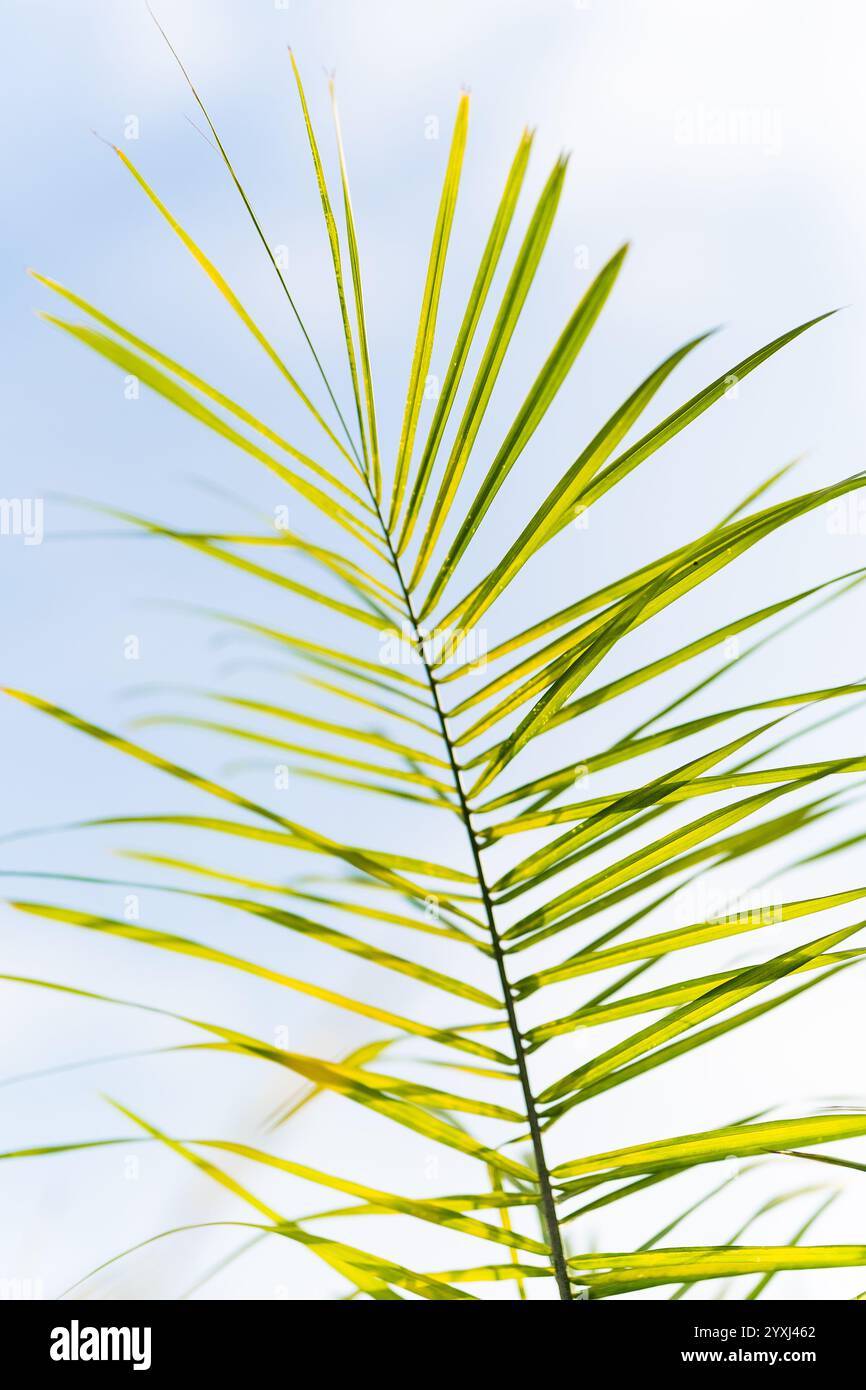 palm tree leaves with neutral background Stock Photo - Alamy