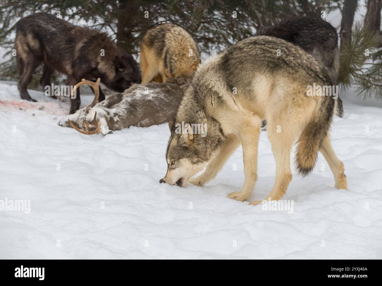 Grey Wolf (Canis lupus) Bites at Snow Pack Eats at Deer Carcass in ...