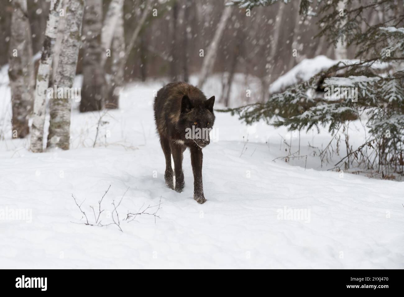 Black-Phase Grey Wolf (Canis lupus) Walks Forward Out of Snowy Woods ...