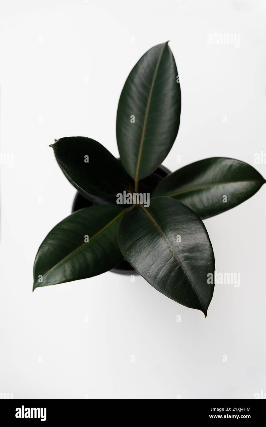 Ficus elastica, rubber fig leaves isolated white background with copy ...