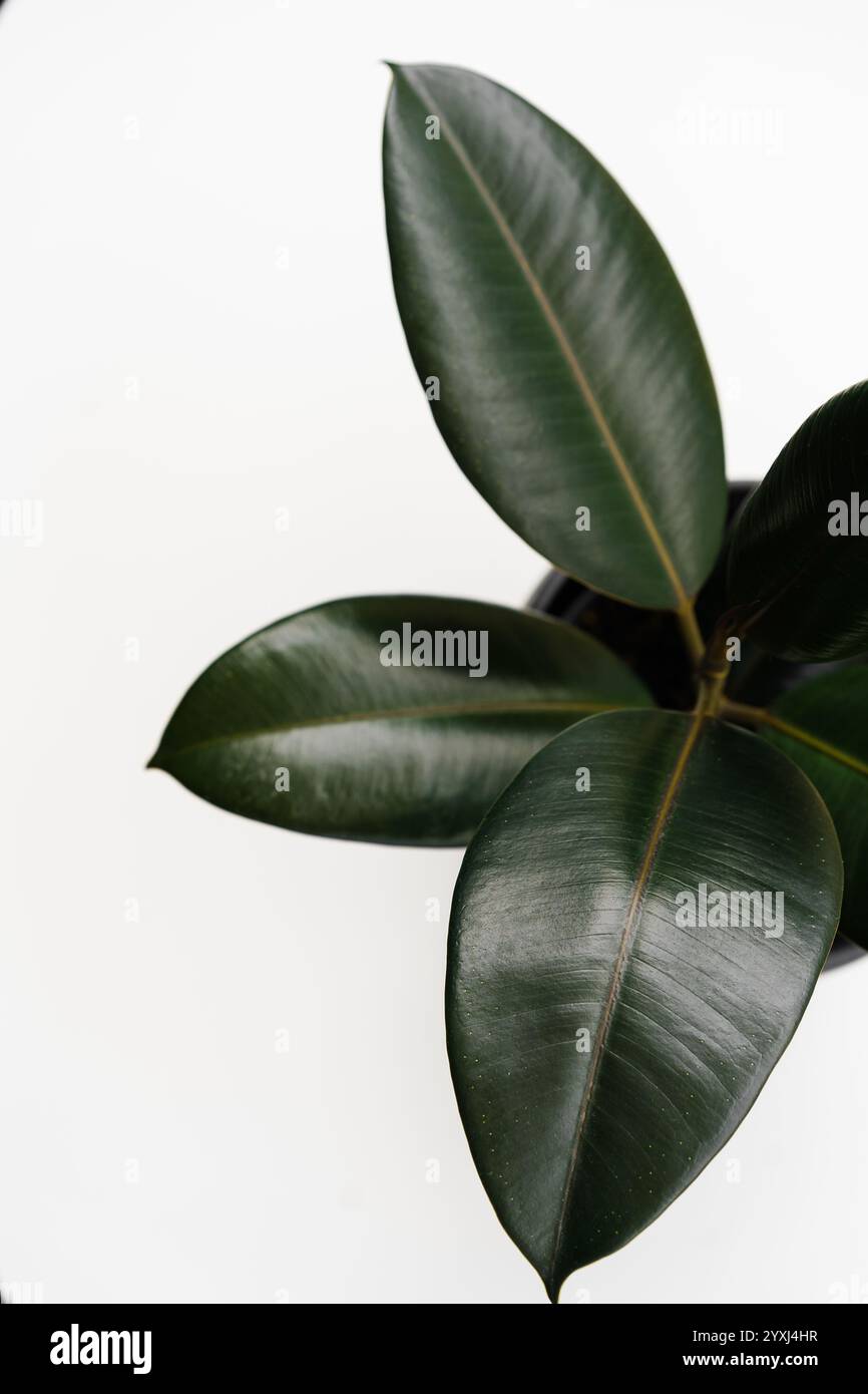 Ficus elastica, rubber fig leaves isolated white background with copy ...