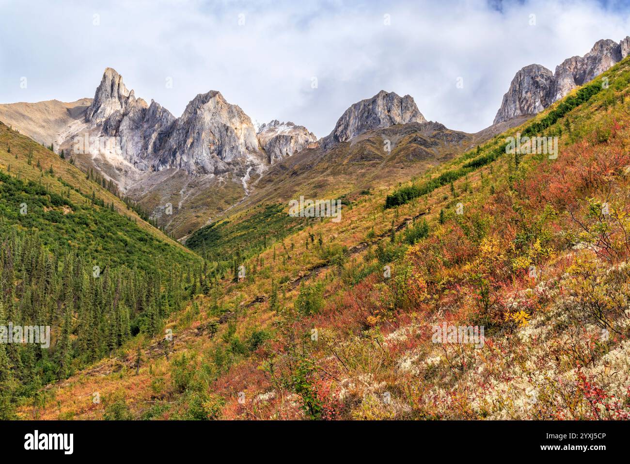 Colorful Arctic tundra and Boreal forest below the spires of Snowden ...