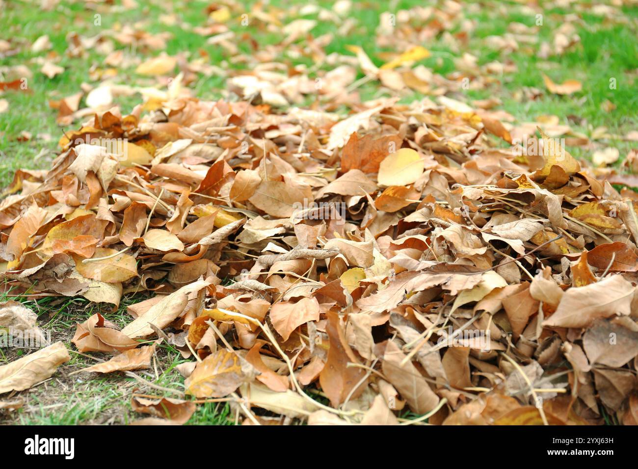 Pile of fallen autumn leaves hi-res stock photography and images - Alamy