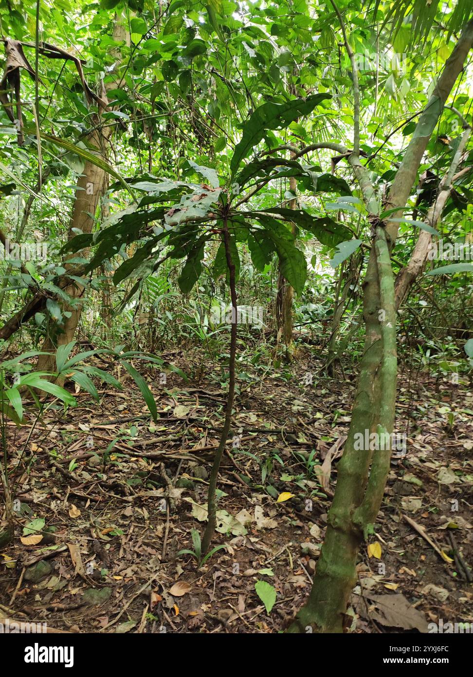 Tropical forest shrub in Costa Rica Stock Photo - Alamy