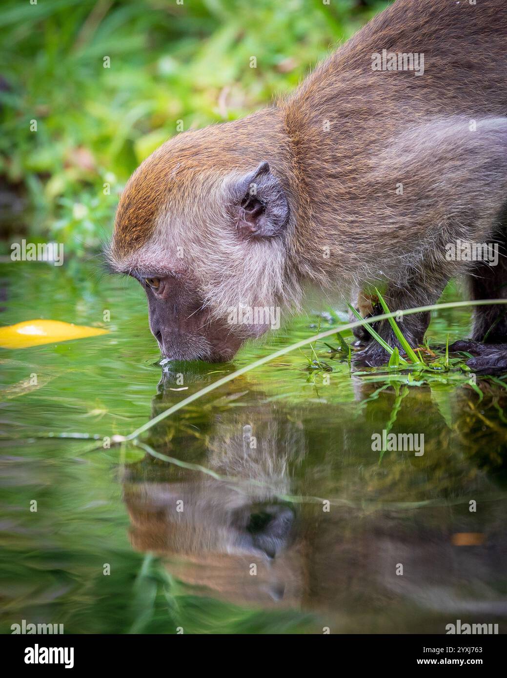 A monkey enjoying a drink from the local pond Stock Photo - Alamy