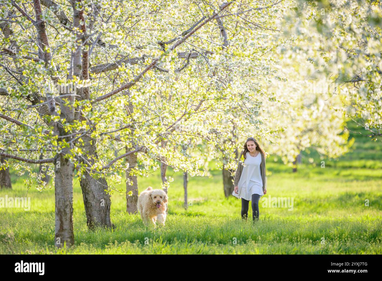 Flowering young cherry trees hi-res stock photography and images - Alamy