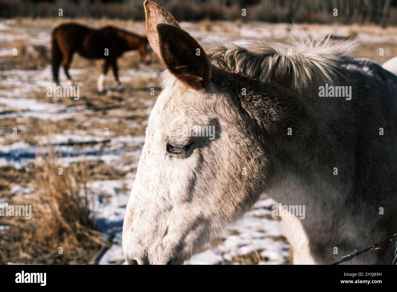 Mule sightseeing hi-res stock photography and images - Alamy