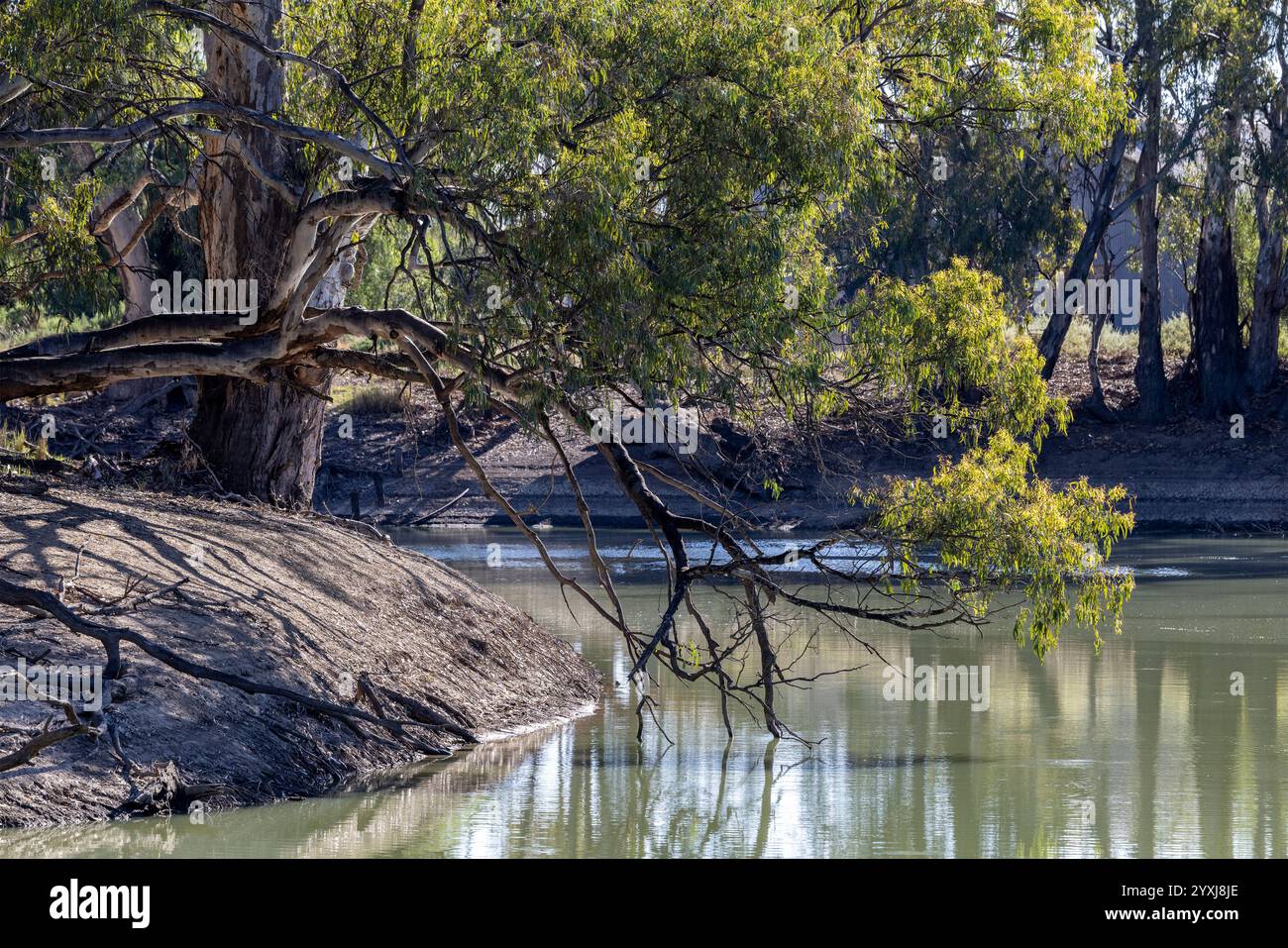 Murrumbidgee River, Yanga National Park New Wales Australia Stock Photo ...