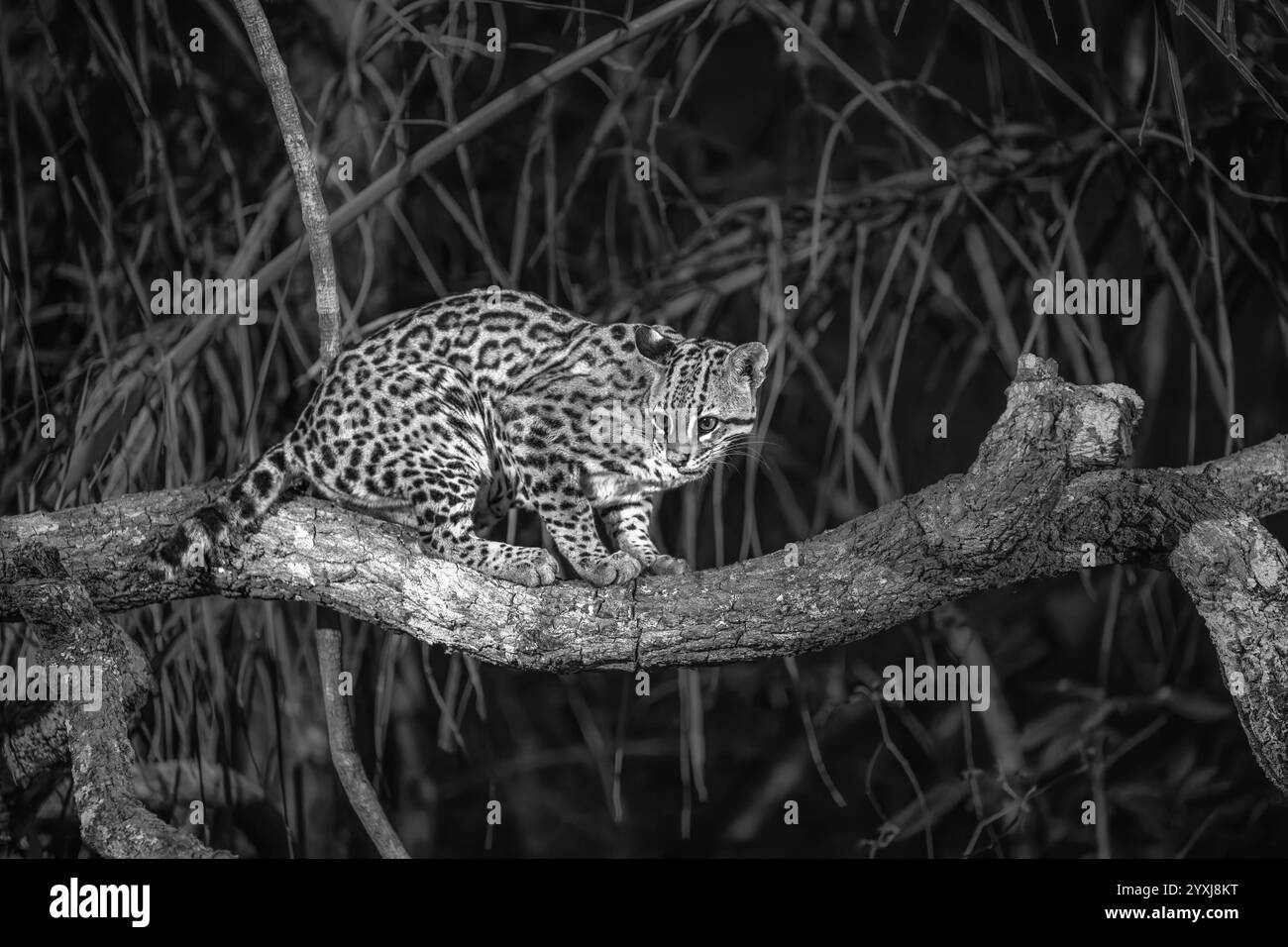 Ocelot standing on a large tree branch at night in the Pantanal - black ...