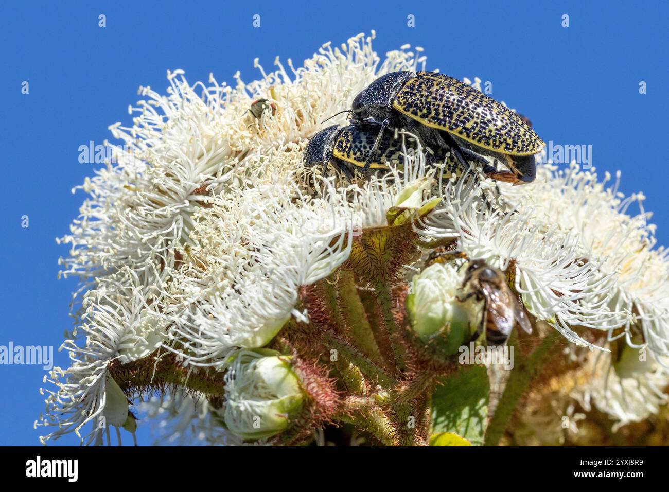 Mating Jewel Beetles on Dwarf Apple flowers Stock Photo - Alamy