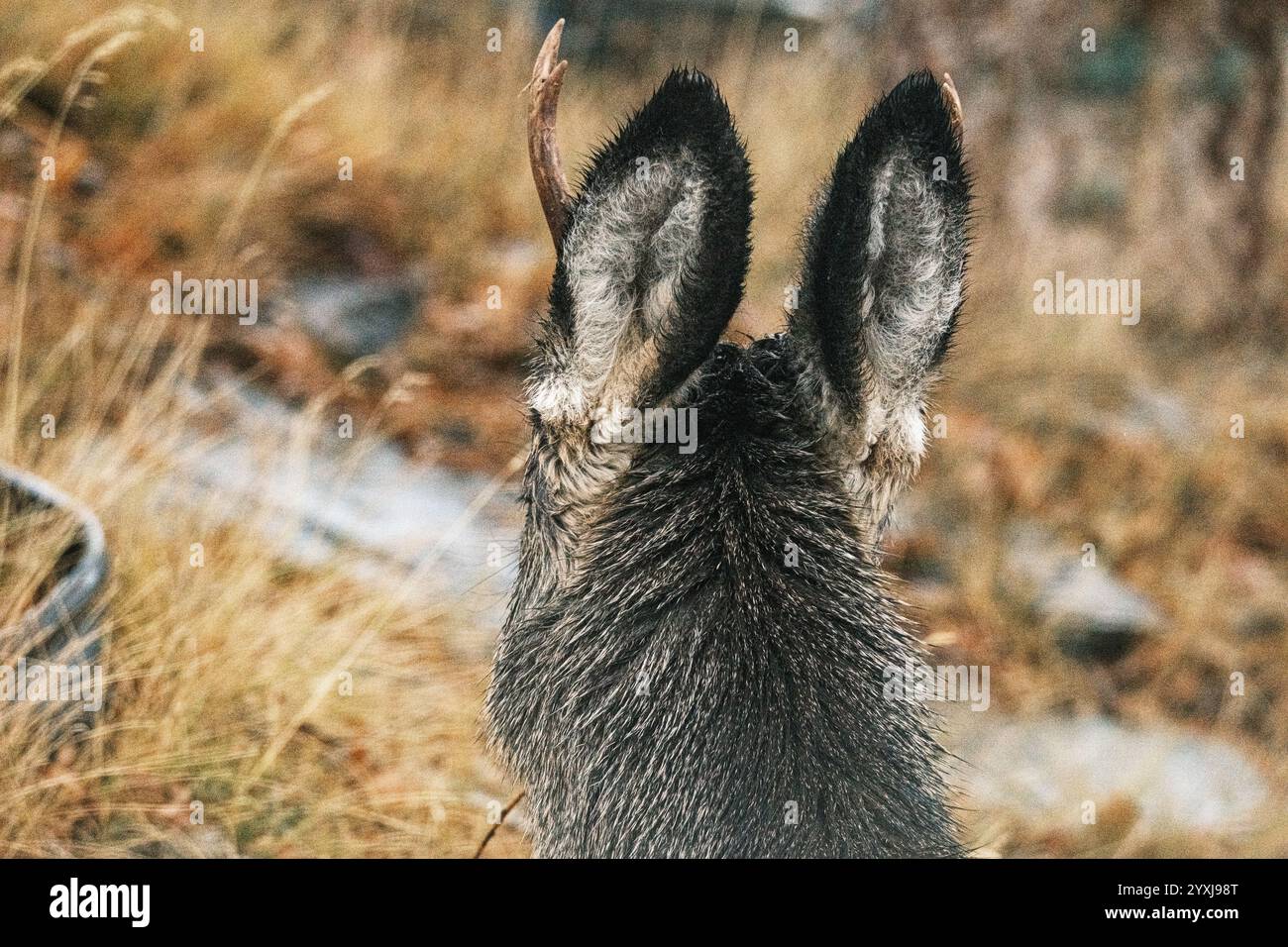 Mule deer in idaho hi-res stock photography and images - Alamy
