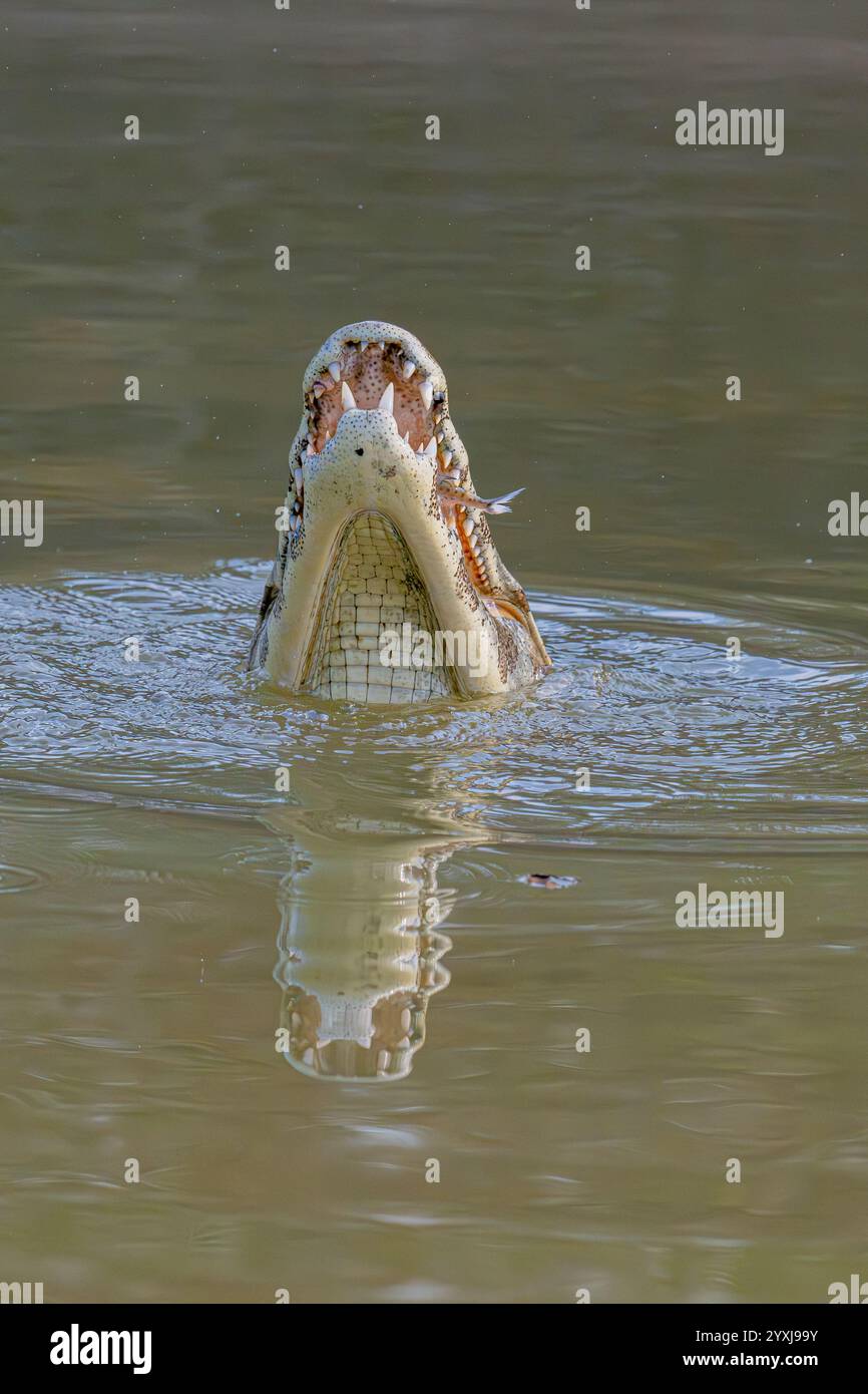 Caiman with head raised eating a small fish Stock Photo - Alamy