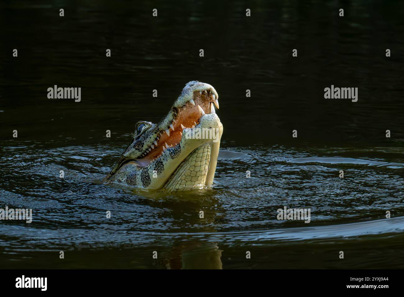Caiman with head raised eating a small fish Stock Photo - Alamy