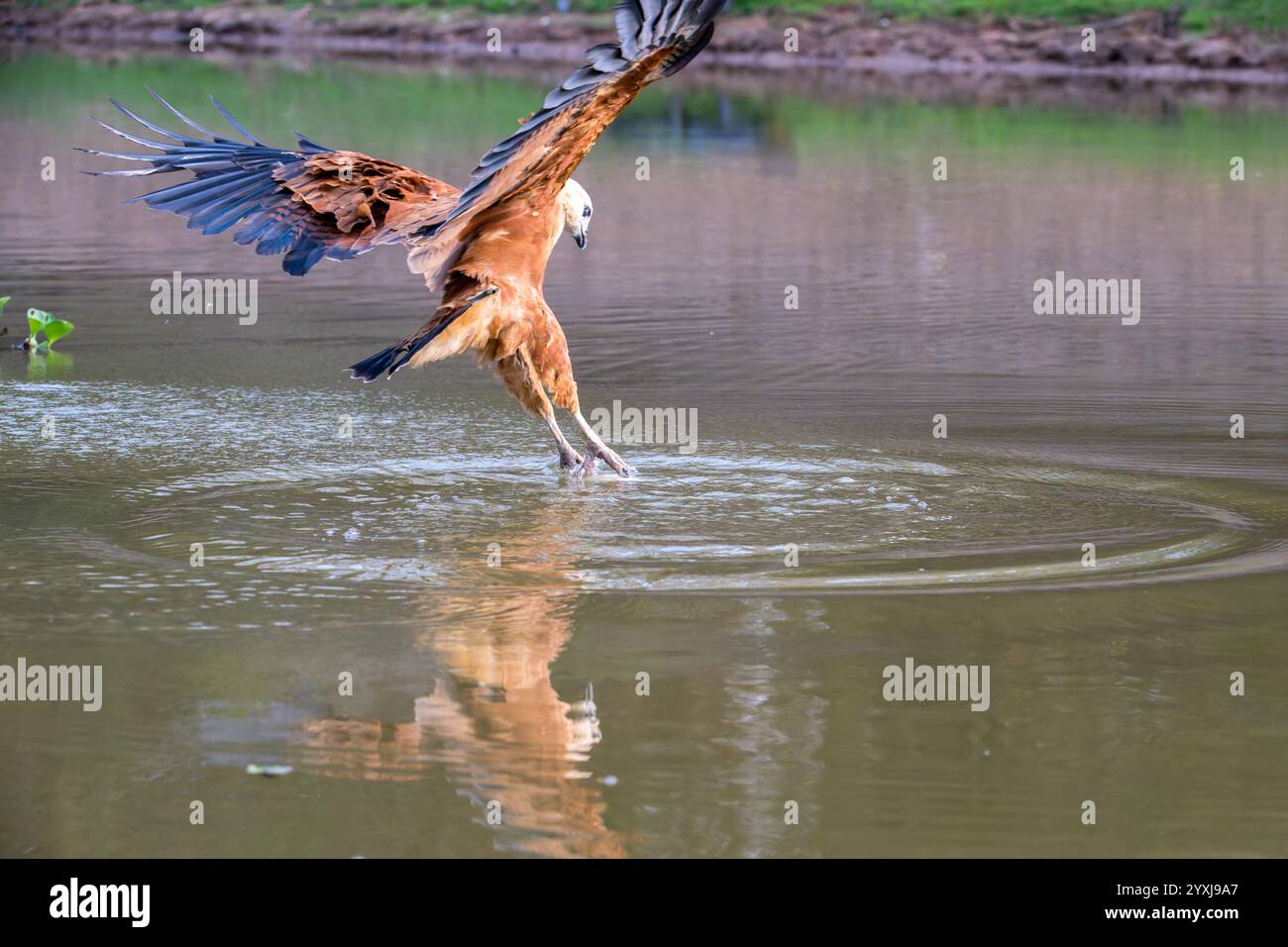 Black collared hawk striking water as it tries to catch a fish Stock ...