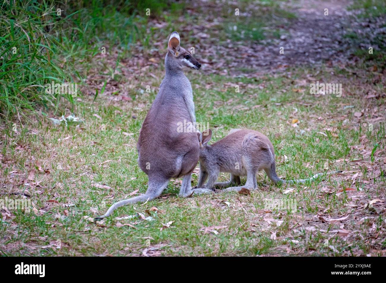Whiptail wallaby hi-res stock photography and images - Alamy
