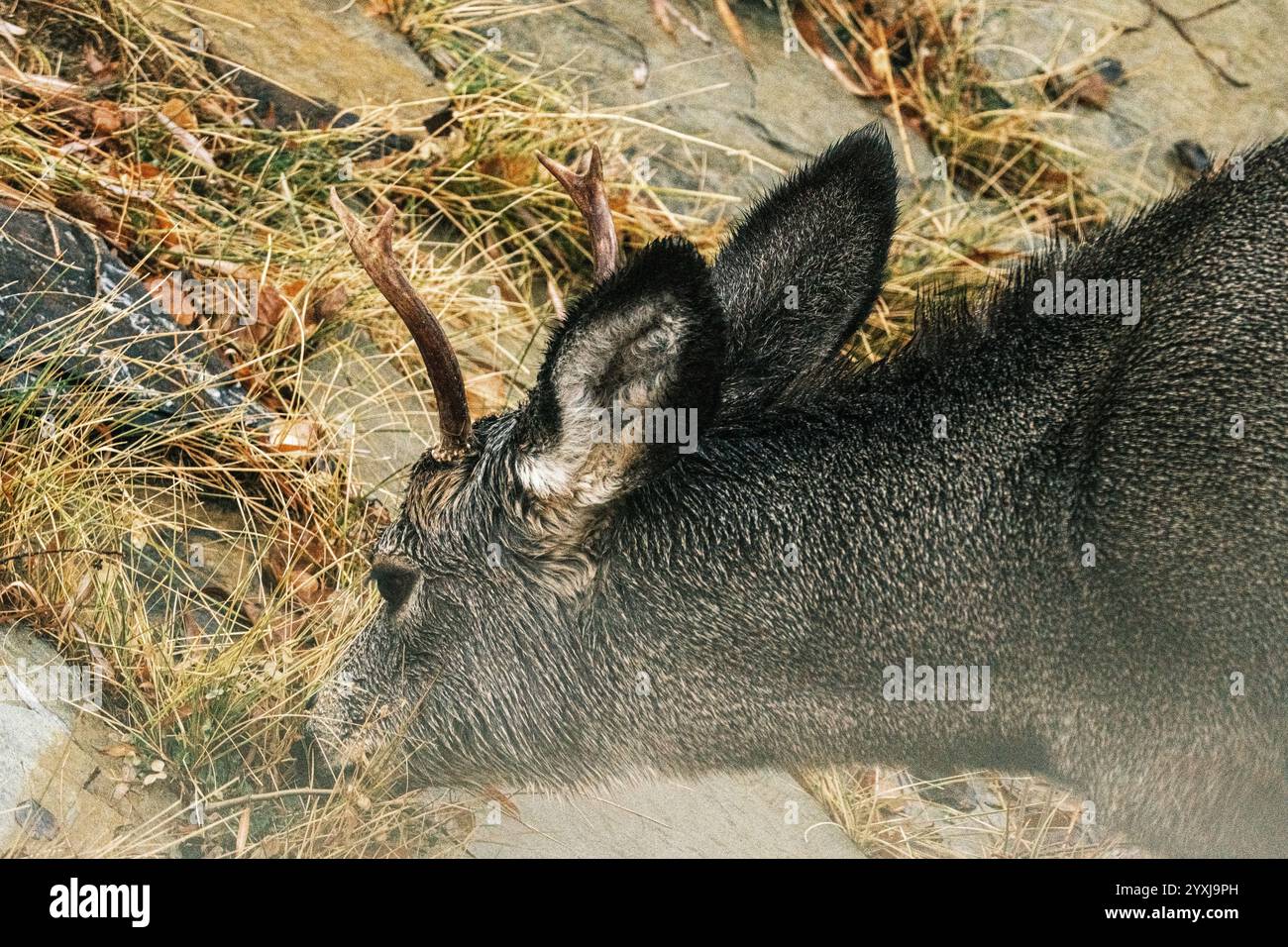 Mule Deer buck Stock Photo - Alamy