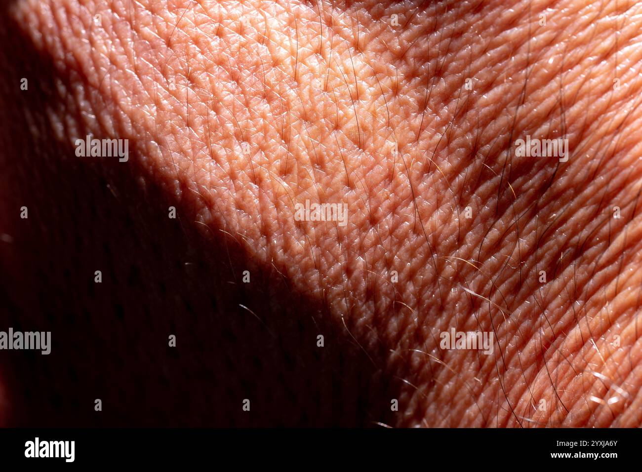 Skin of human hand with pores and small visible hairs Stock Photo - Alamy