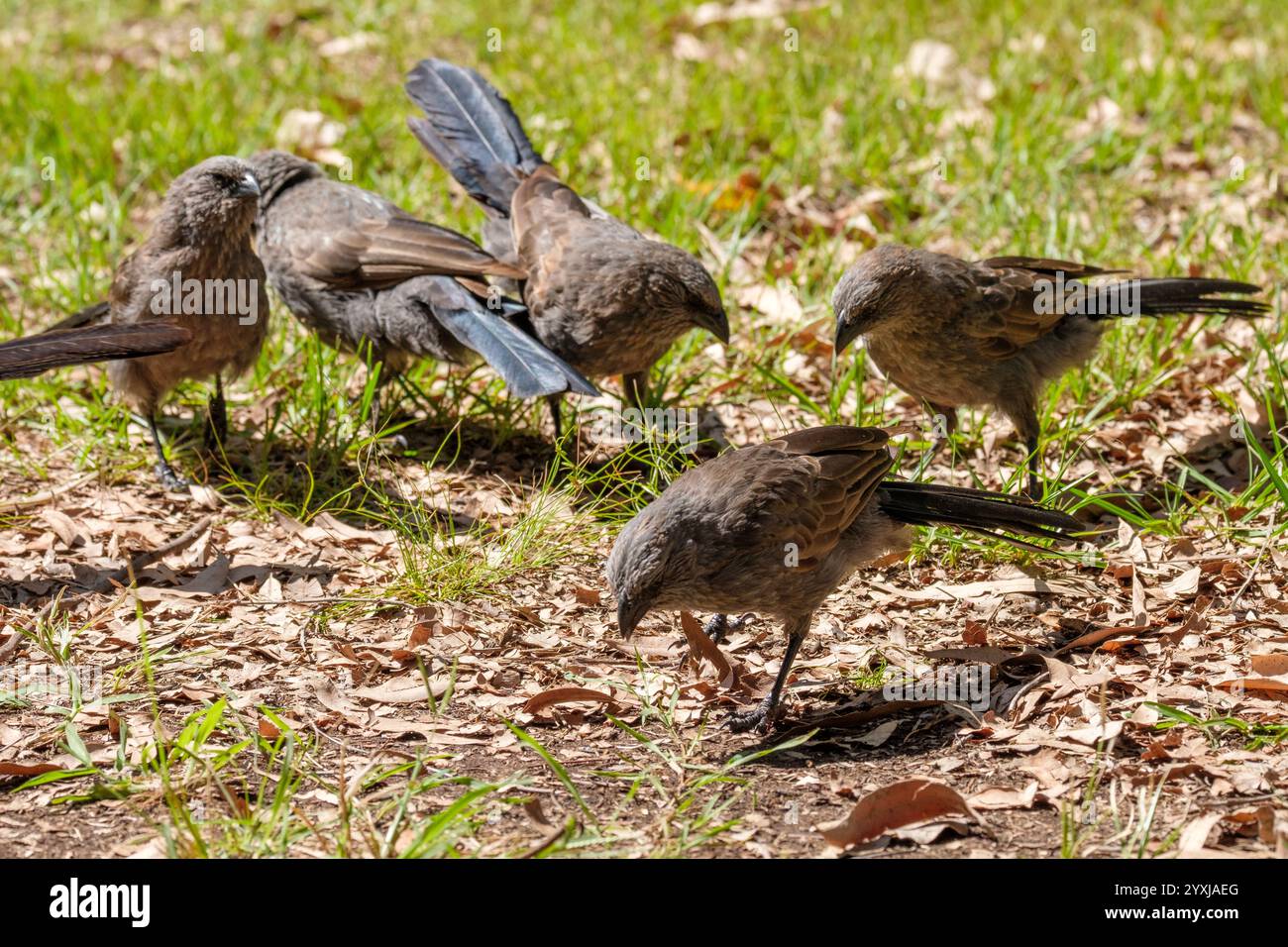 Australia bird apostlebird hi-res stock photography and images - Alamy