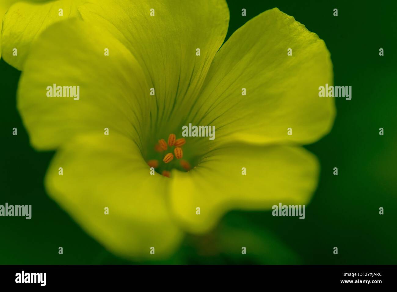 A yellow sorrel flower highlighted under green background Stock Photo ...