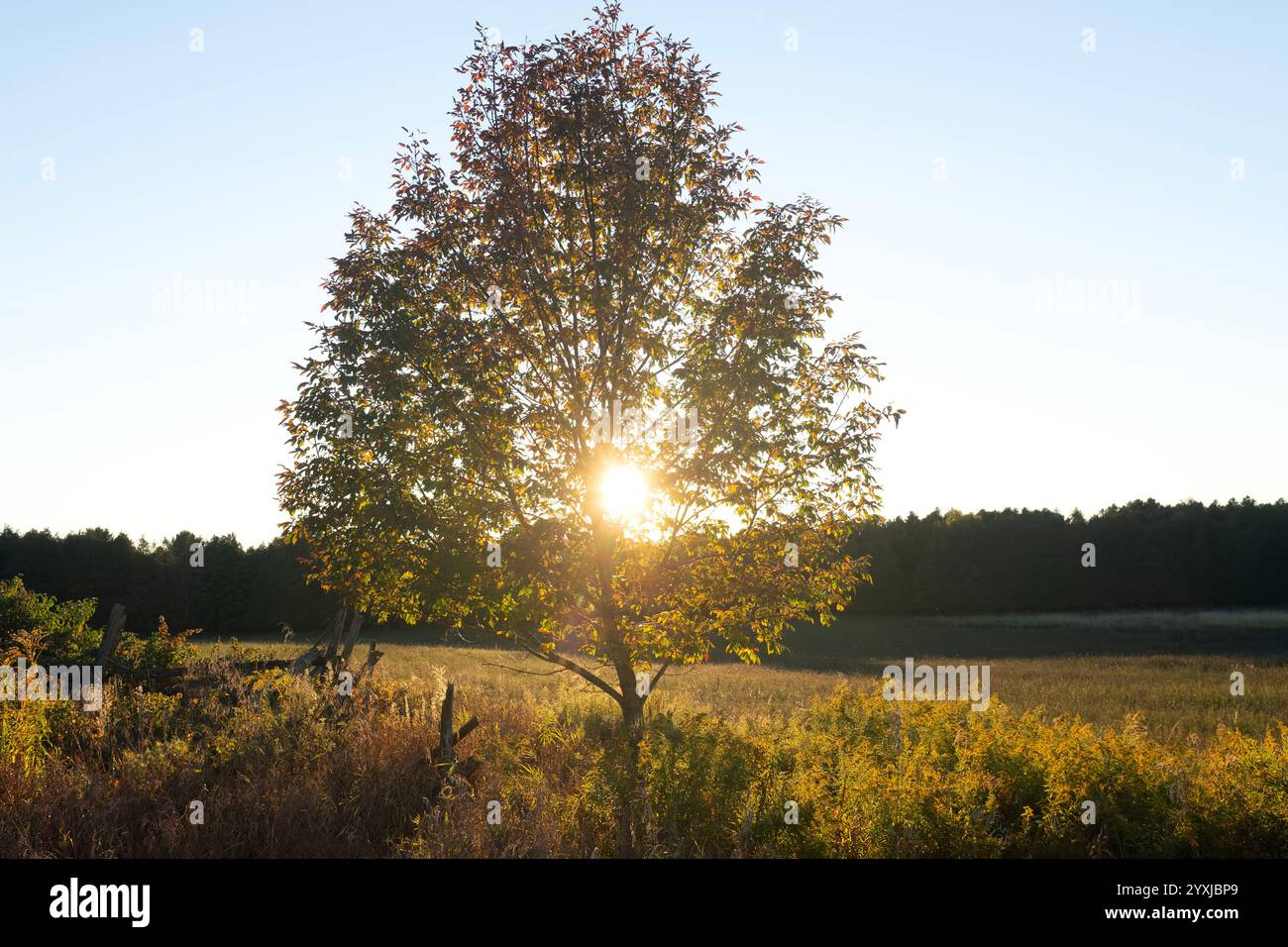 Sun and rural farm hi-res stock photography and images - Alamy