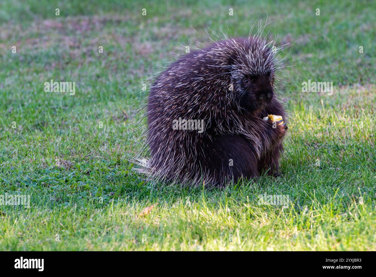 A porcupine eating apples under an autumn apple tree Stock Photo - Alamy