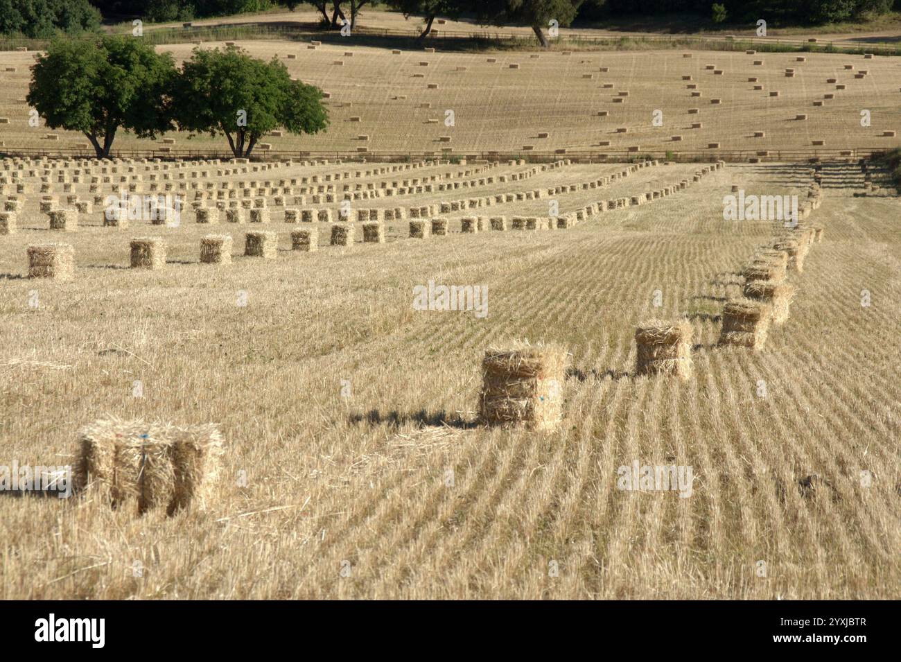 Field of hay bales stretching into infinity Stock Photo - Alamy