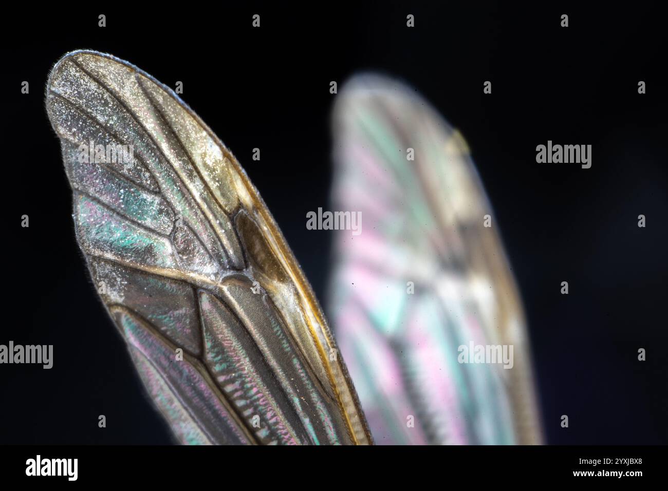 2 transparent mosquito wings with visible veins under black background ...