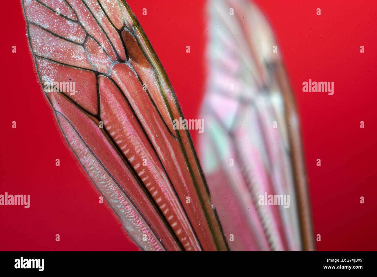 2 transparent mosquito wings with visible veins under red background ...