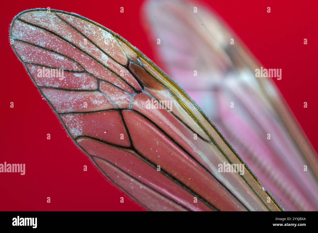 2 transparent mosquito wings with visible veins under red background ...