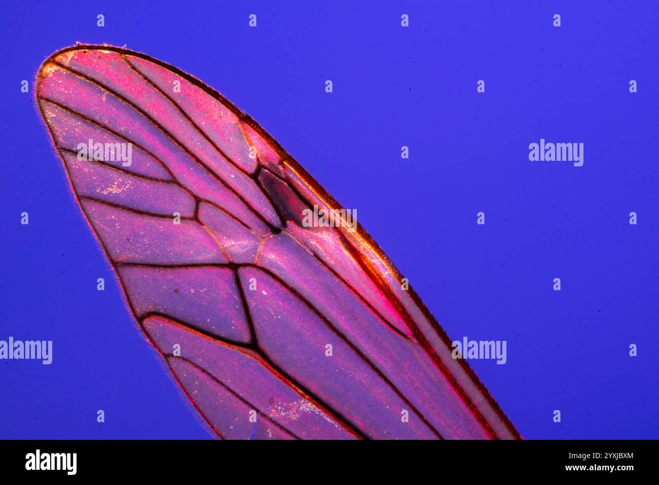 1 transparent mosquito wing with incident red light and visible veins ...