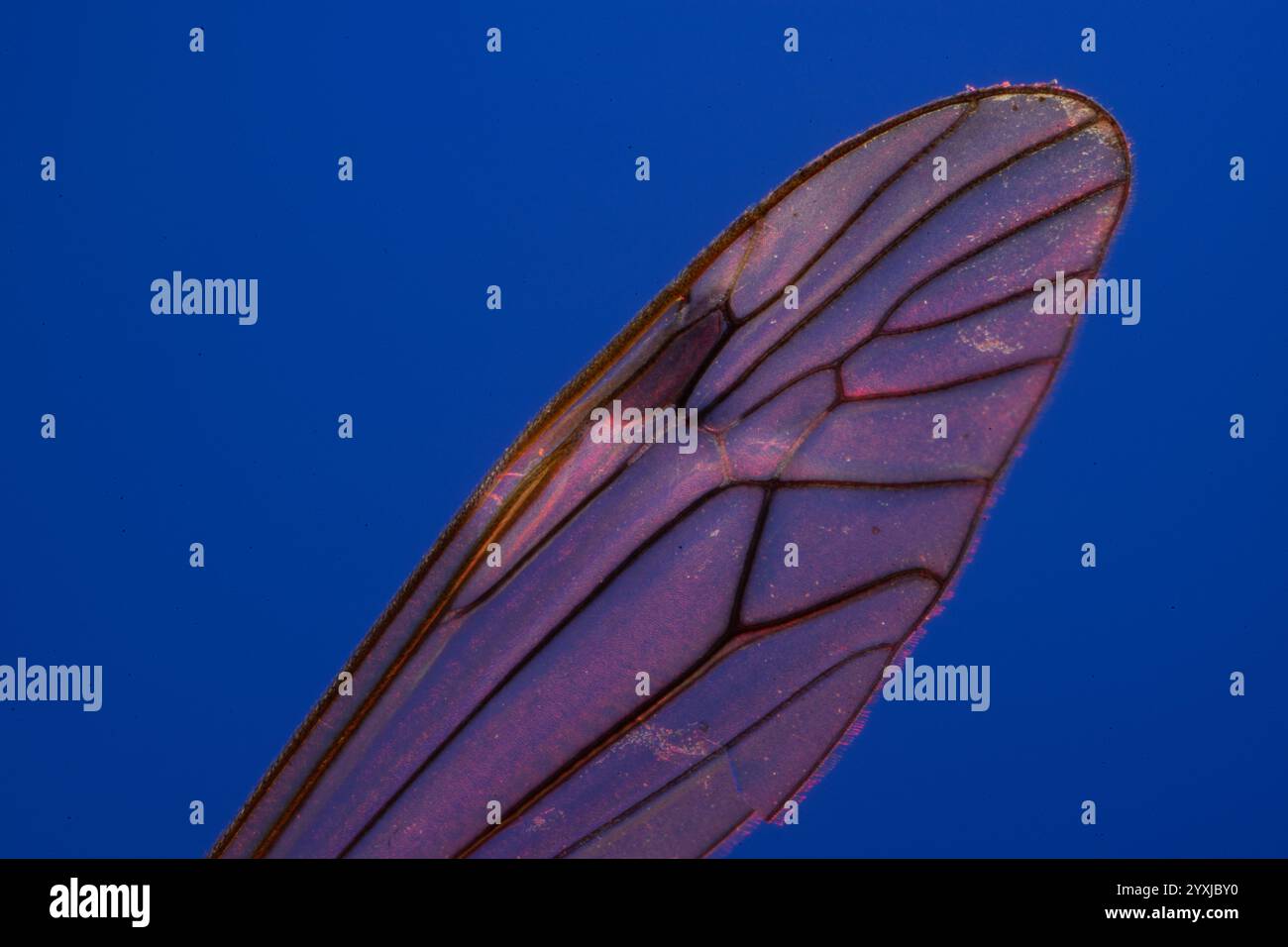 1 transparent mosquito wing with incident red light and visible veins ...