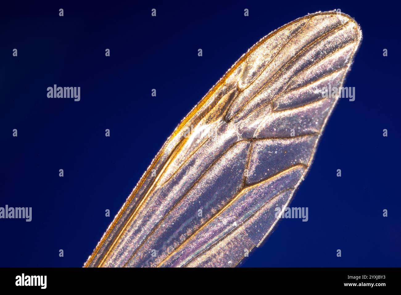 1 transparent mosquito wing with visible veins under a blue background ...
