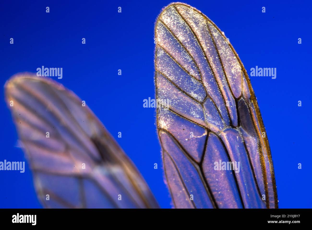 2 transparent mosquito wings with visible veins under a blue background ...