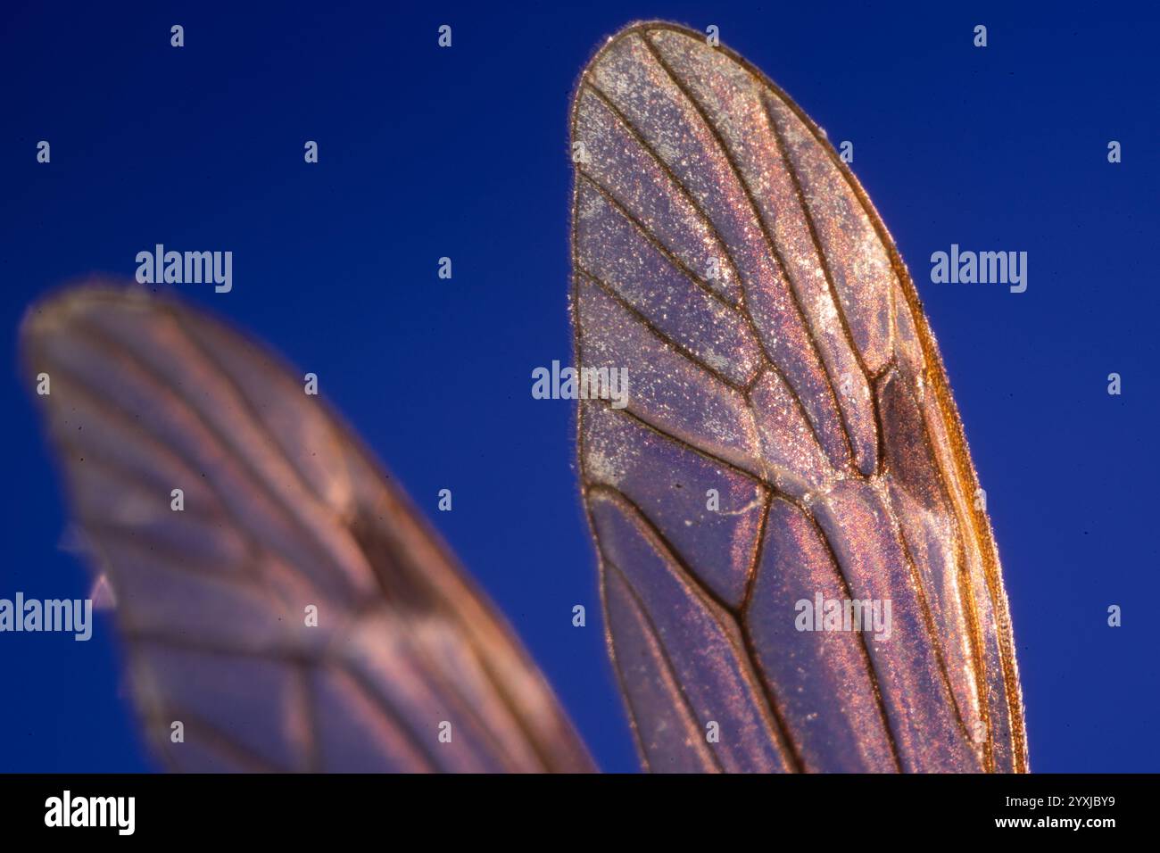 2 transparent mosquito wings with visible veins under a blue background ...