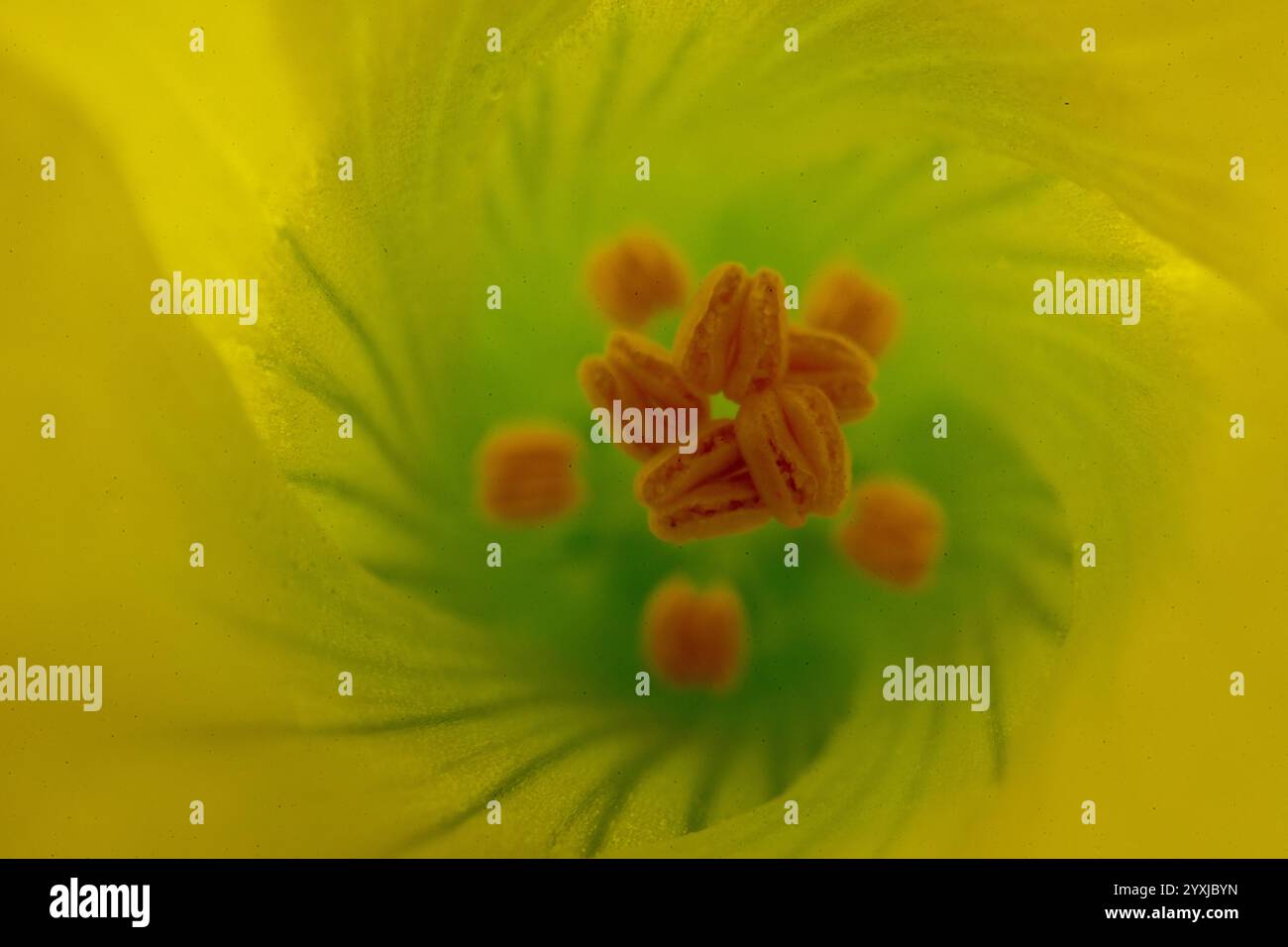 Yellow sour flower interior seen from above with brown stamens Stock ...