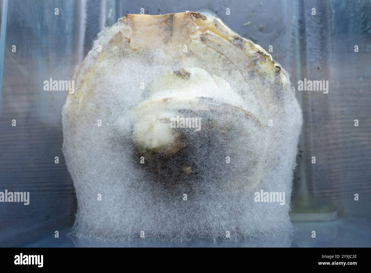 Improper storage of a head of cabbage. Mildew on cabbage. Close-up of a ...