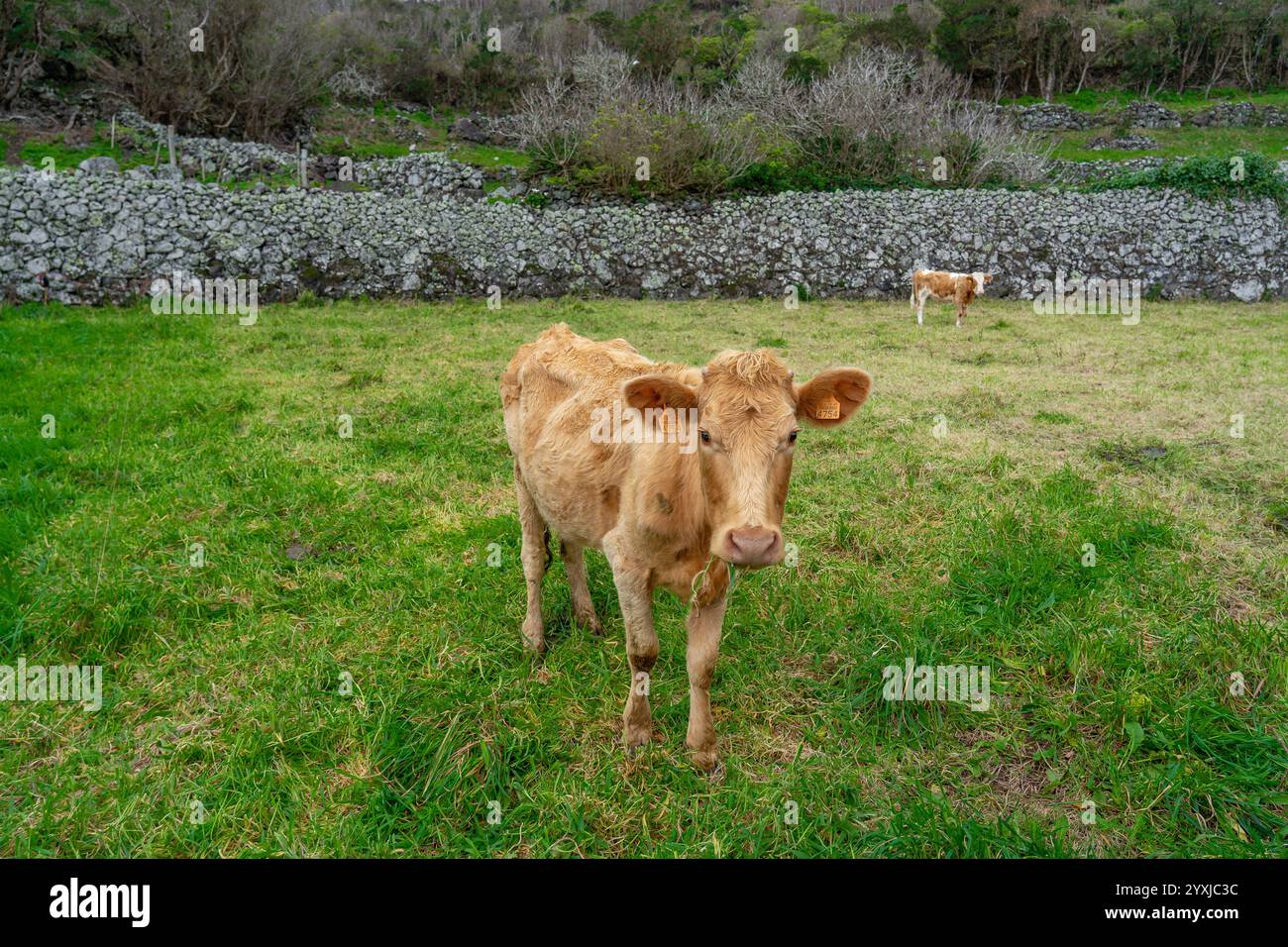 2 brown cows in the Azores pasture, both standing, one near and one far ...