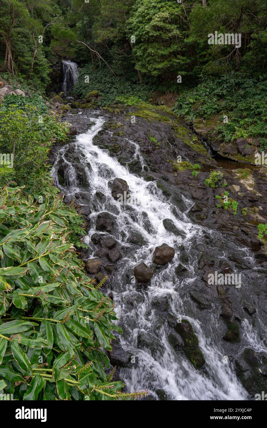 Watercourse on the island of flowers of the archipelago of the Azores ...