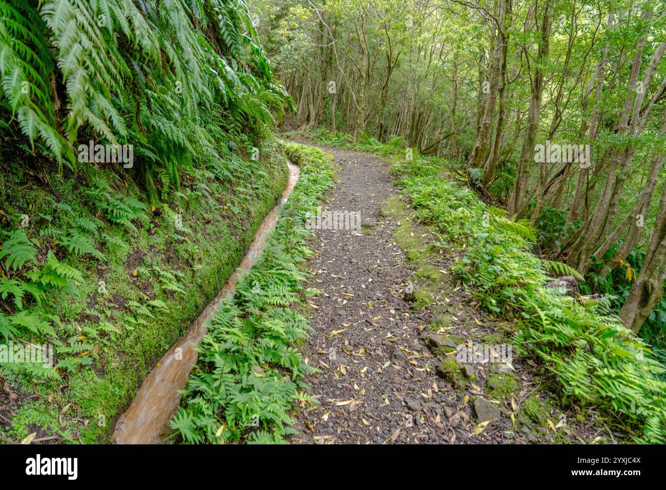 Pedestrian access path to the well of ribeira do ferreiro on the island ...