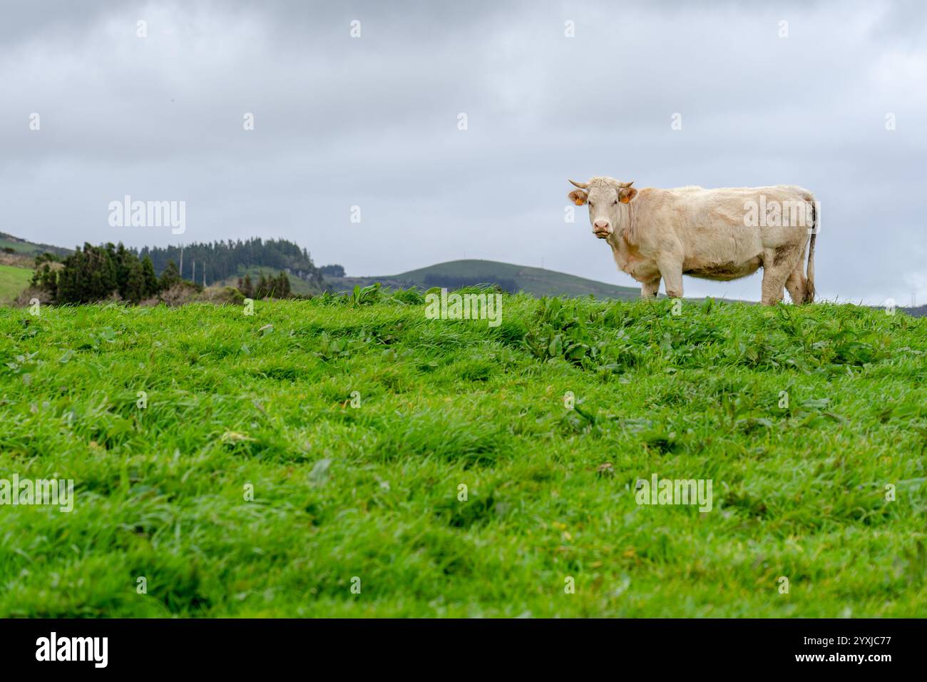 A white cow on top of a pasture on the island of flowers of the ...
