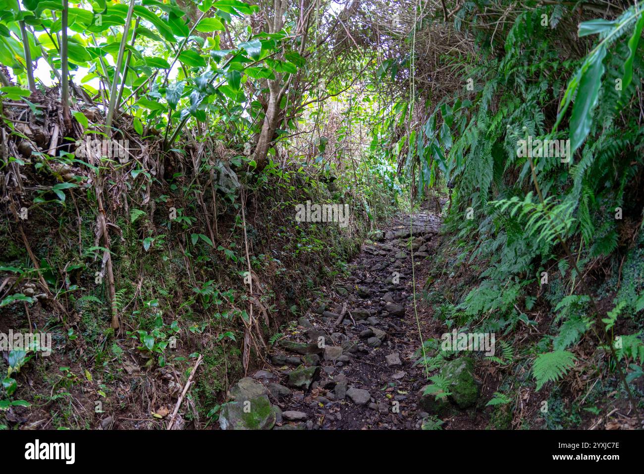 Pedestrian access path to the well of ribeira do ferreiro on the island ...